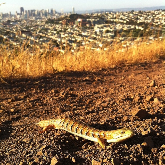 Ancient Godzilla Ancestor Spotted on Bernal Hill | Bernalwood