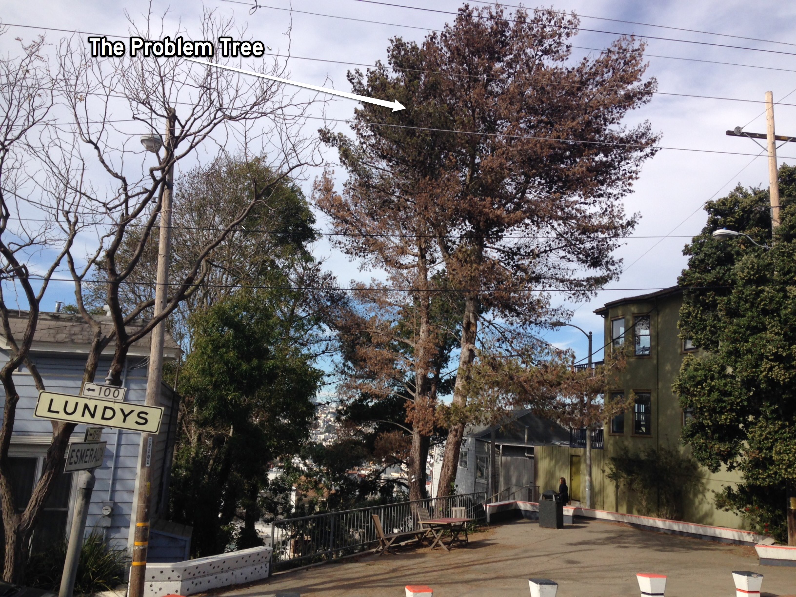 Ballot Proposition Would Shift Street Tree Maintenance Back to City ...