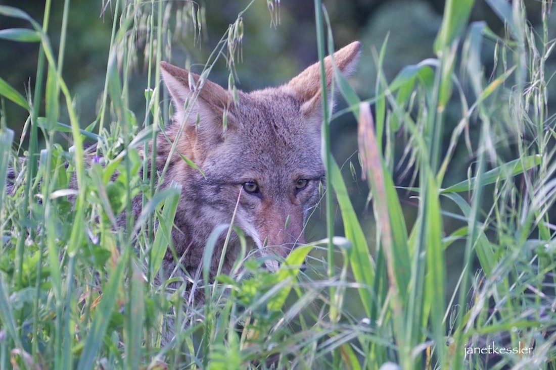 Bernal Coyote Scared But Safe After Close Call With Dog | Bernalwood
