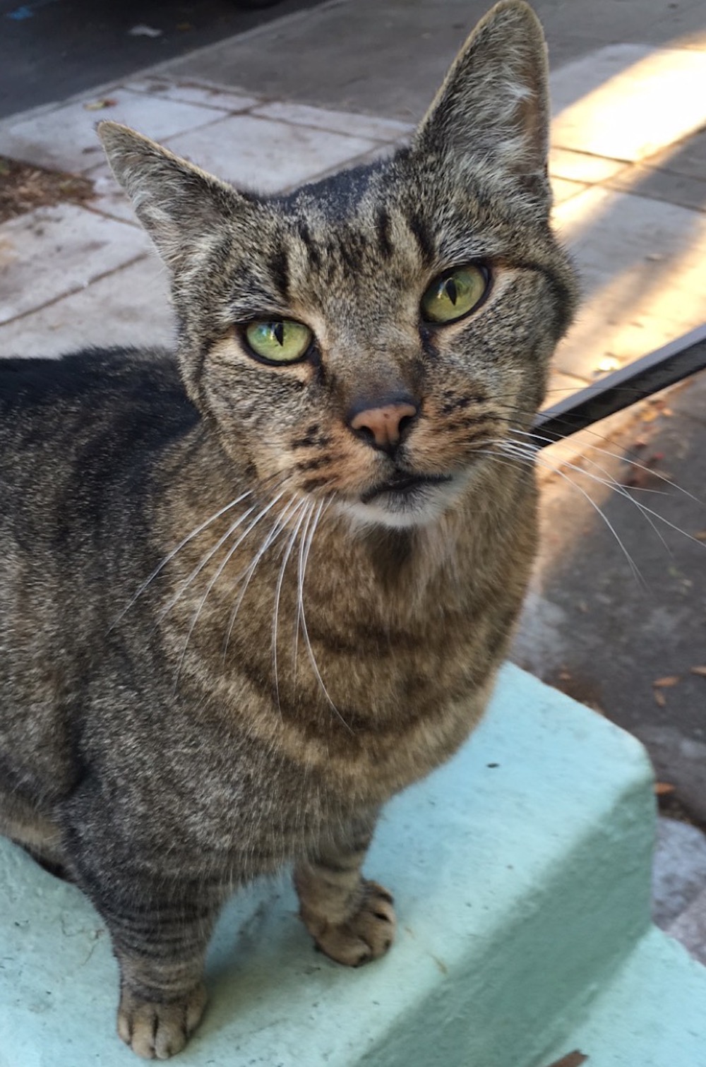 RIP Sparky, the Sociable Sidewalk Cat of Precita Avenue | Bernalwood